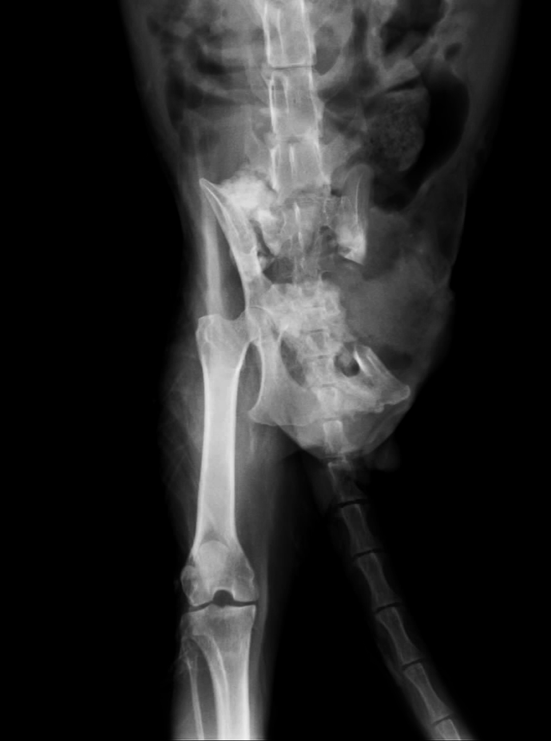 ARTROVET: Fractura antigua de cadera en gato