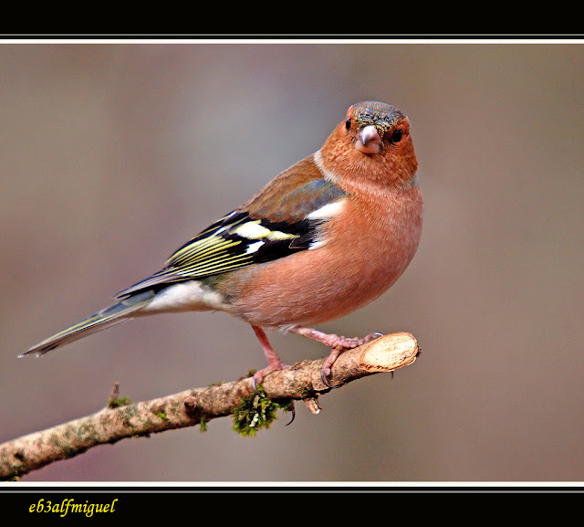 MIS AMIGAS LAS AVES: Pinzón vulgar (fringilla coelebs)