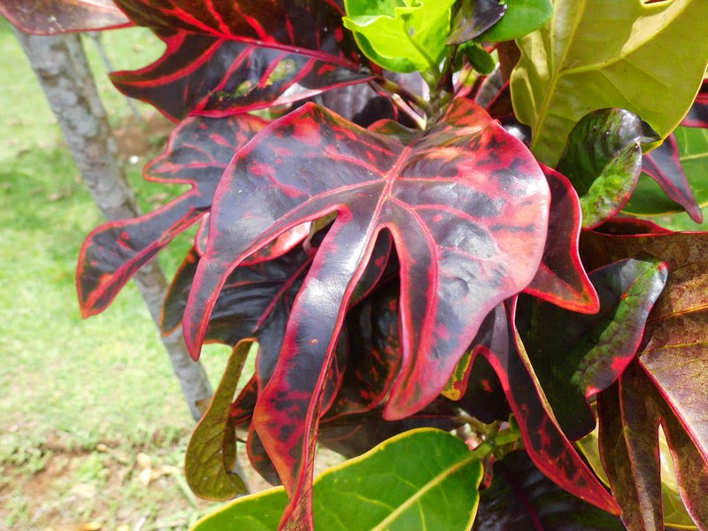 Gema Wirausaha: Mudahnya Perbanyak Puring