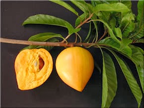 PULPA DE LUCUMA-LUCUMAEXPORT: VARIEDADES