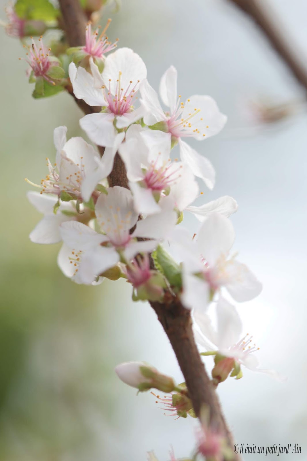 IL ETAIT UN PETIT JARD'AIN ...: FOCUS PRUNUS MALUS TRESORUS ...