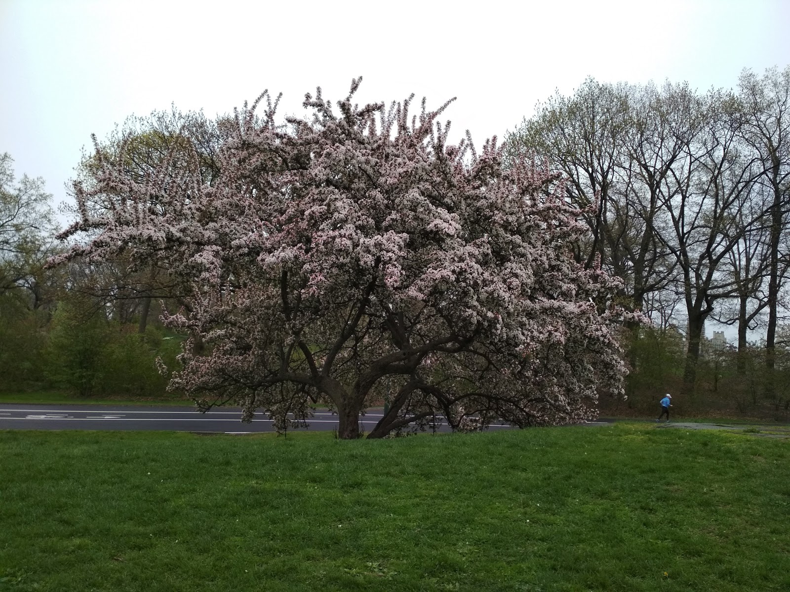 CHINAR SHADE SPRING TIME IN NEW YORK AND MY POETIC FEELINGS chinar-shade-spring-time-in-new-york-and-my-poetic-feelings