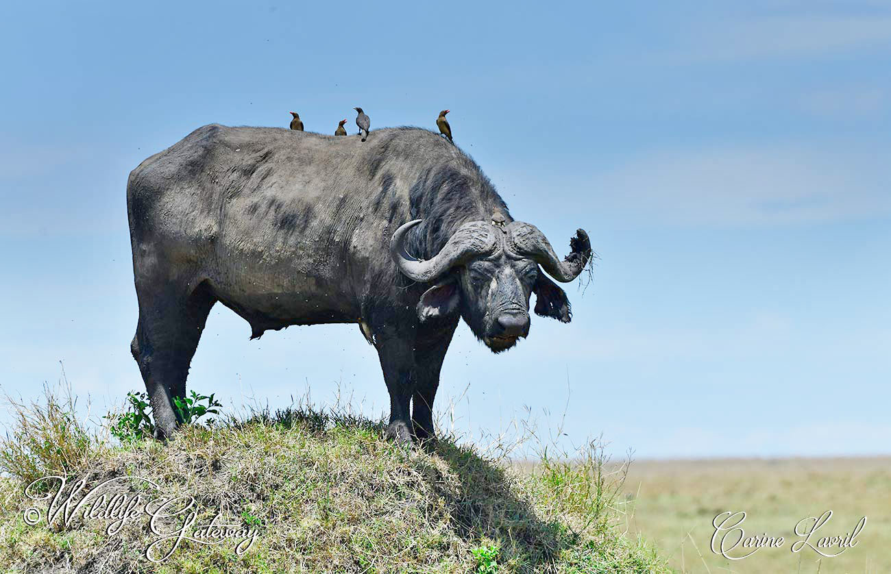 WILDLIFE GATEWAY: Le Buffle d'Afrique