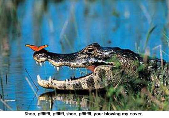 Funny Image Gallery: Funny Crocodile wallpaper for desktop funny ...