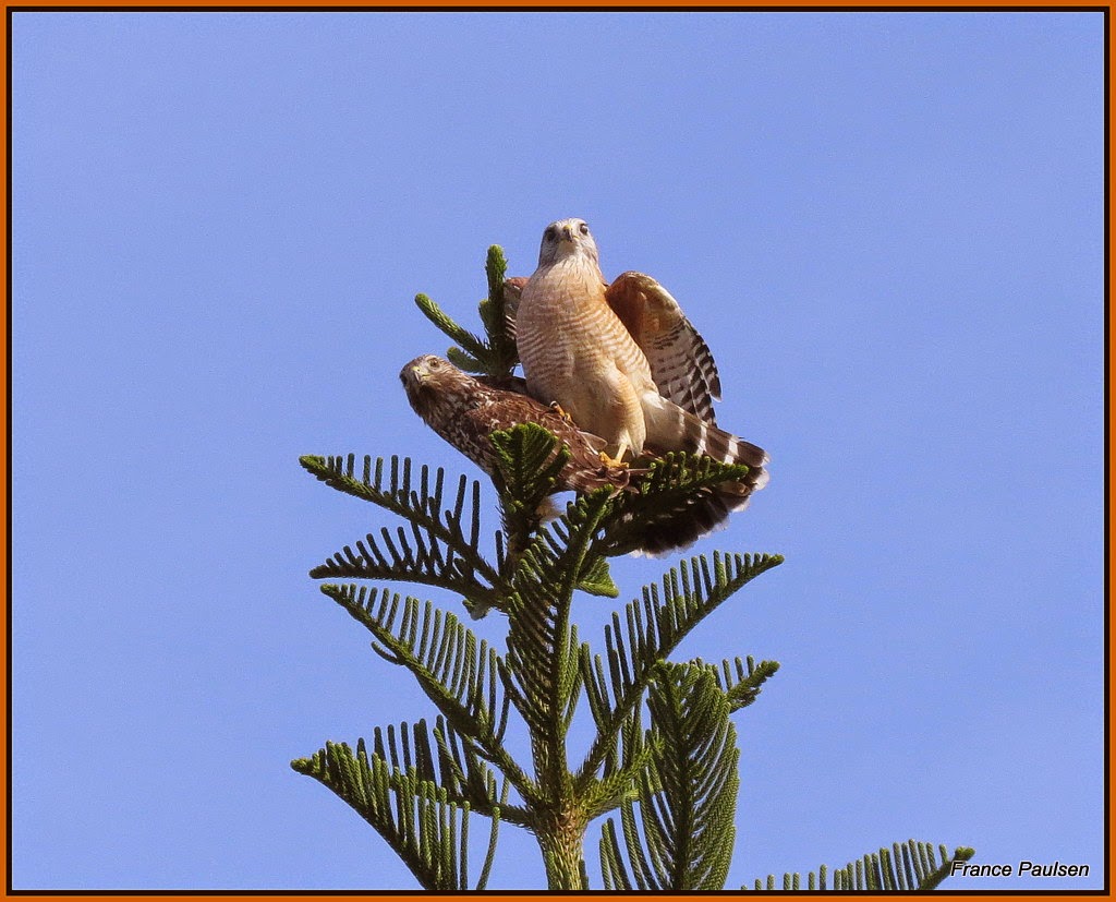 Bird Tweets: Mating Season - Red-shouldered Hawk