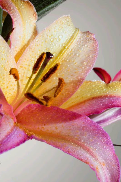 Beautiful and Colorful Flowers... ~ beautyway2life