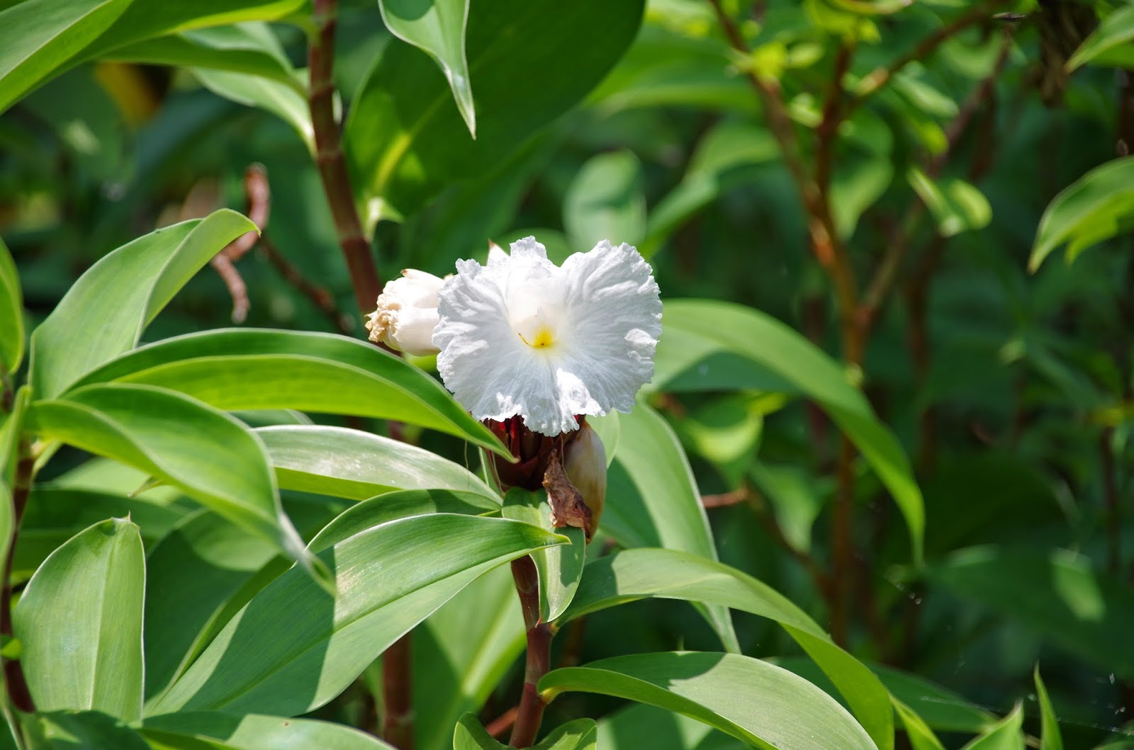 Trees and Plants: Costus lacerus, Red Costus
