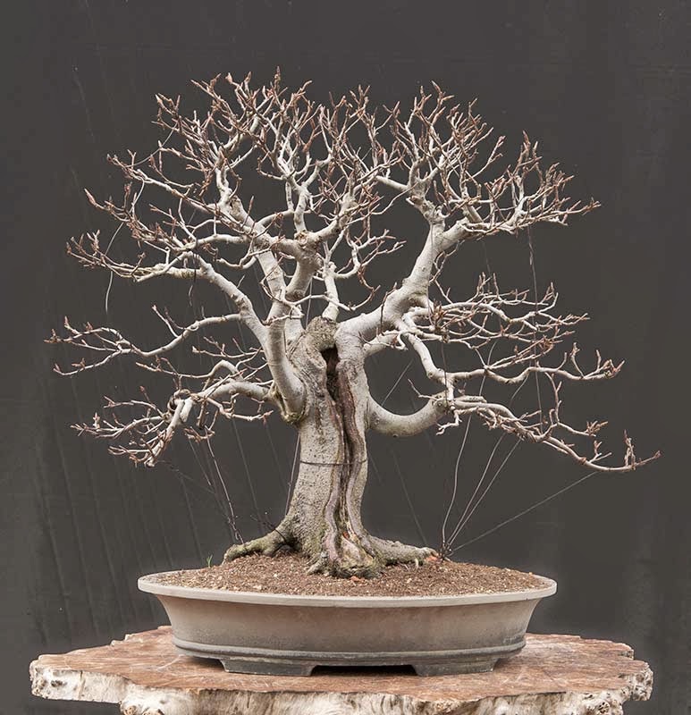 Walter Pall Bonsai Adventures: European beech #7
