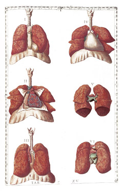 Embryological Development of Respiratory System Powerpoint Presentation ...