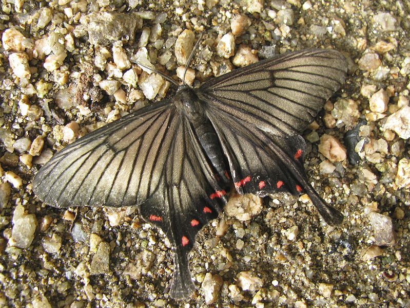 AccessJ: Japanese Moths