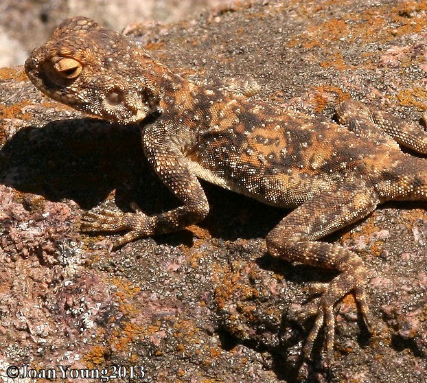 South African Photographs: Southern Rock Agama female (Agama atra)