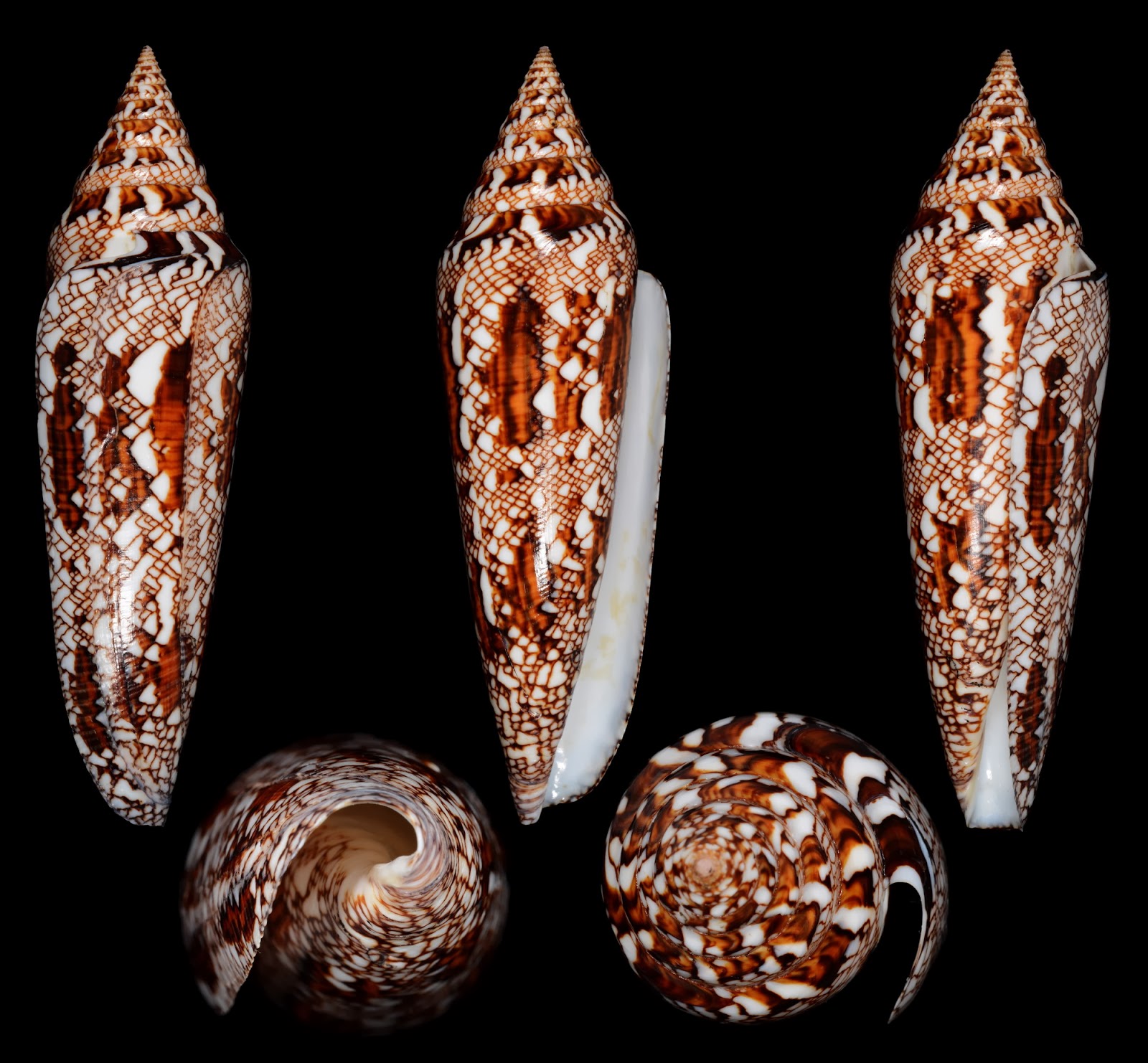 Dr. Lee's Gallery Museum: Conus bengalensis 123.2mm (Long and dark) 孟加拉芋螺