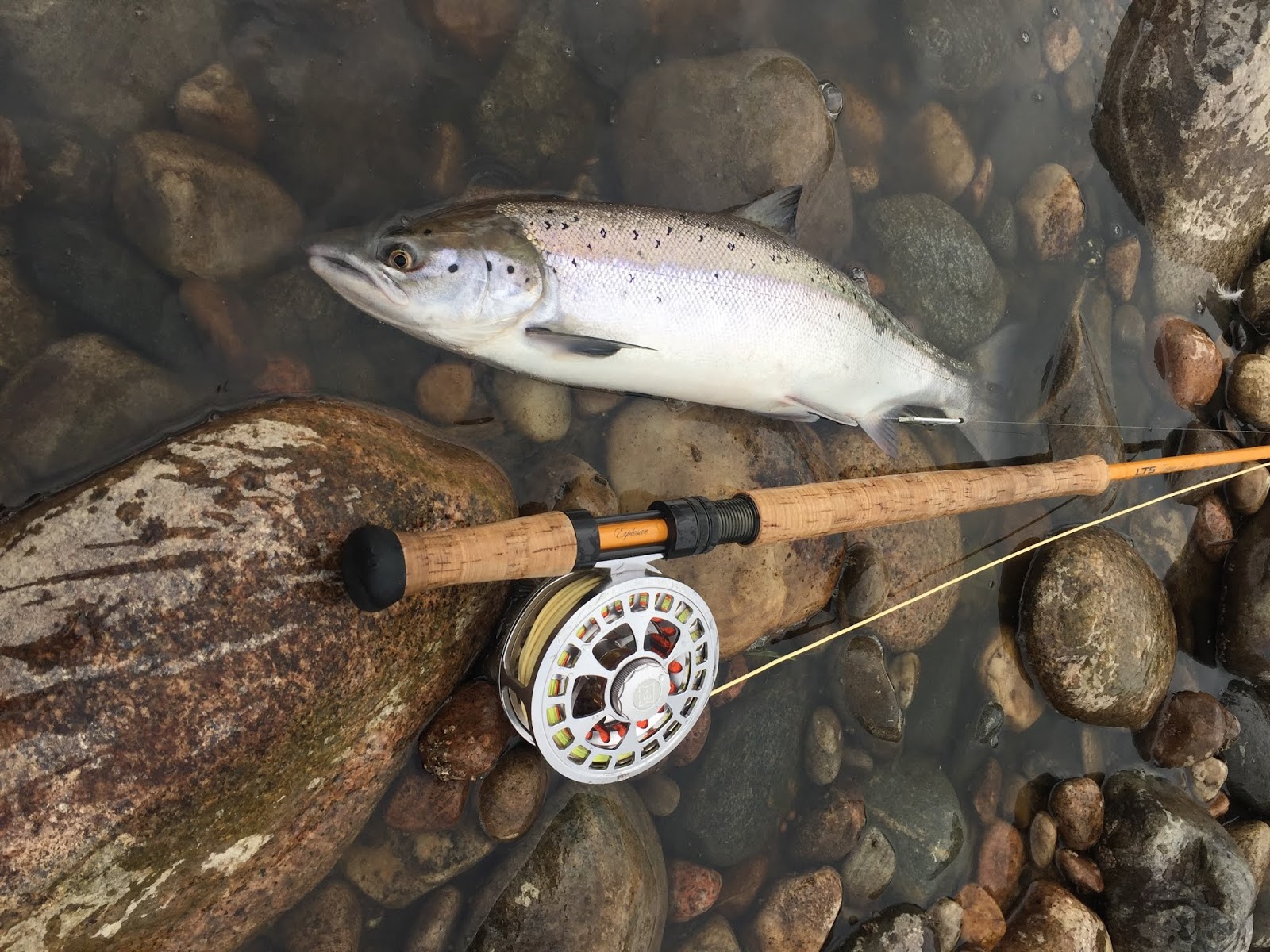 Dee & Don Salmon Fishing: River Dee Grilse