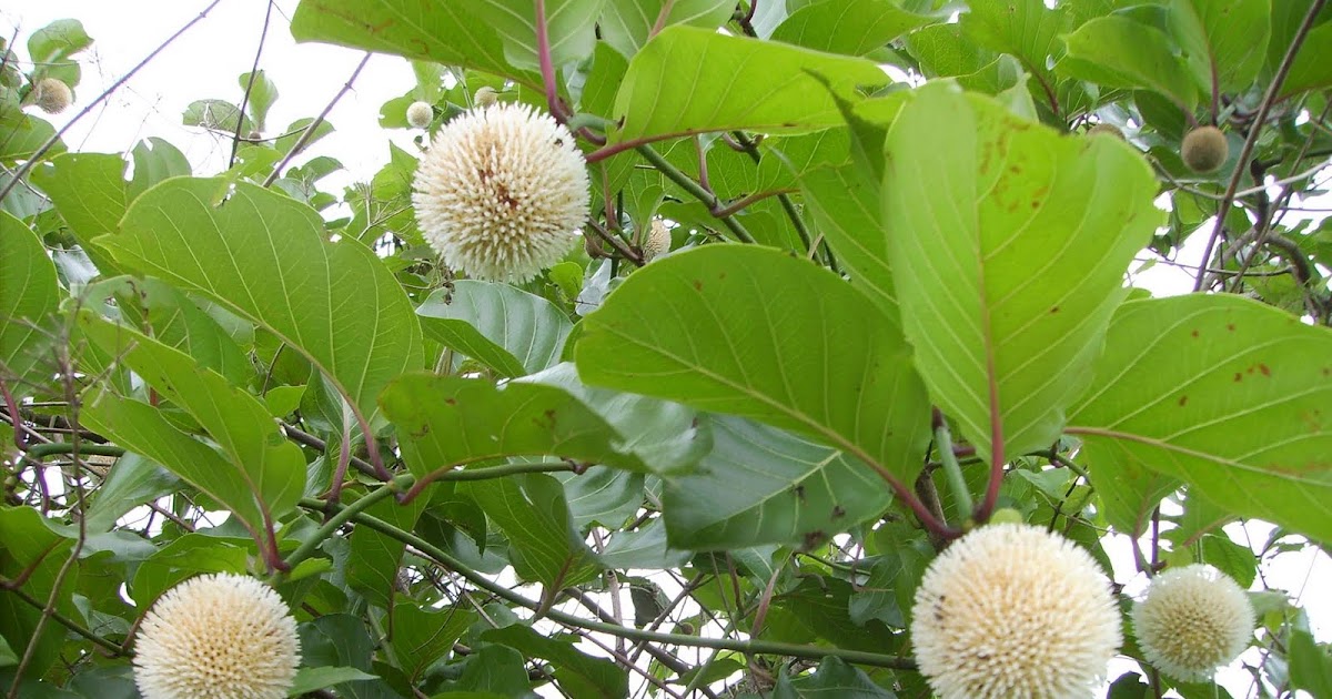 Variety of Life: Naucleeae