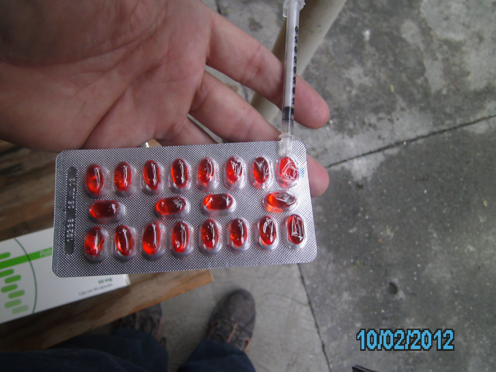 CRIADOR DE LA TORTUGA DE TIERRA,GOPEHRUS BERLANDIERI: VITAMINA A ...