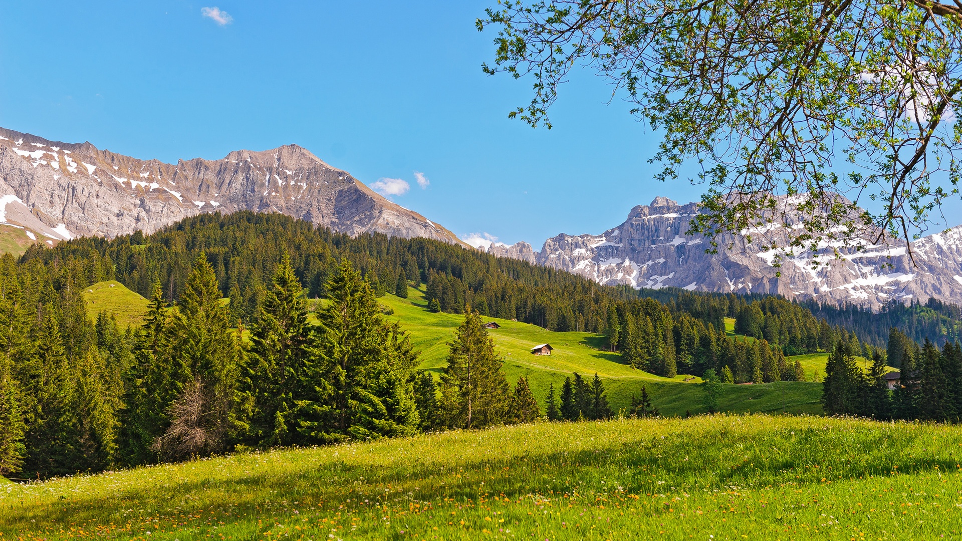 Switzerland Landscape Mountains Prairie Forest Trees - High Definition ...