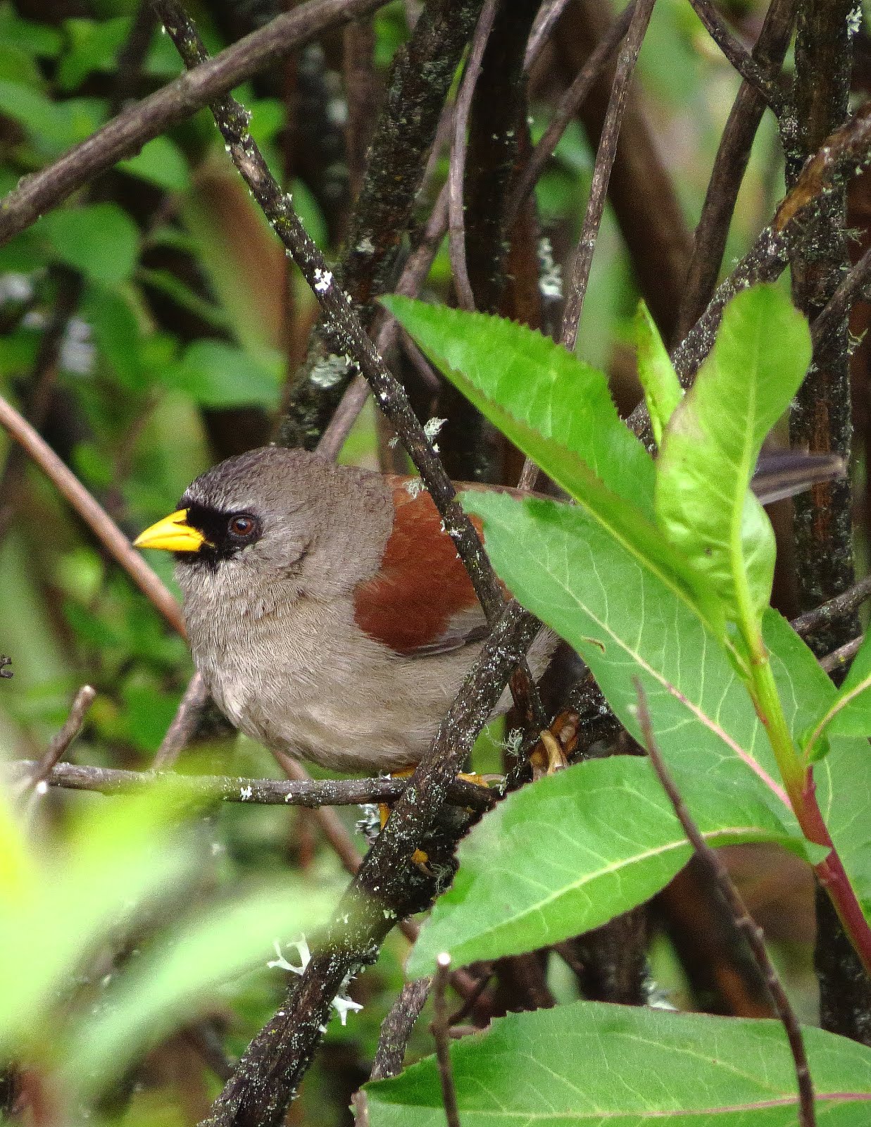 Aves de Cajamarca - Birds of Cajamarca - PERÚ: JILGUERO (Autor: Manuel ...