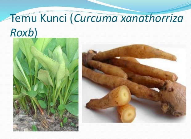 Mengenal Khasiat Manfaat Tumbuhan Temu Kunci | Pinang Super