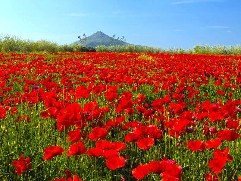 The passion of colors: Photos from Spring in Greece!