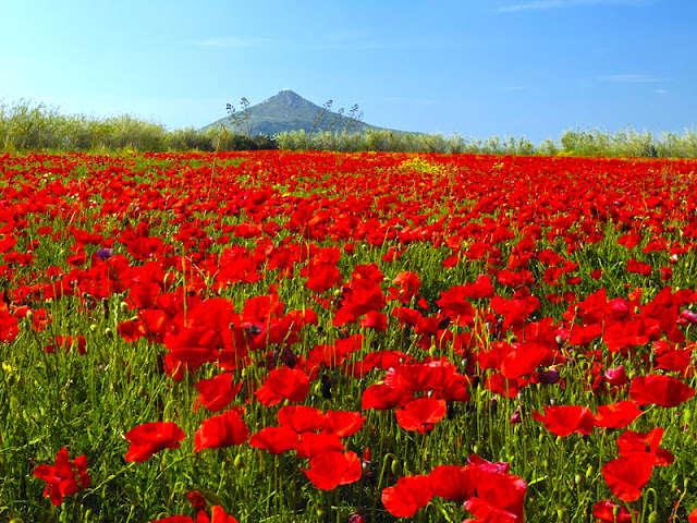 The passion of colors: Photos from Spring in Greece!