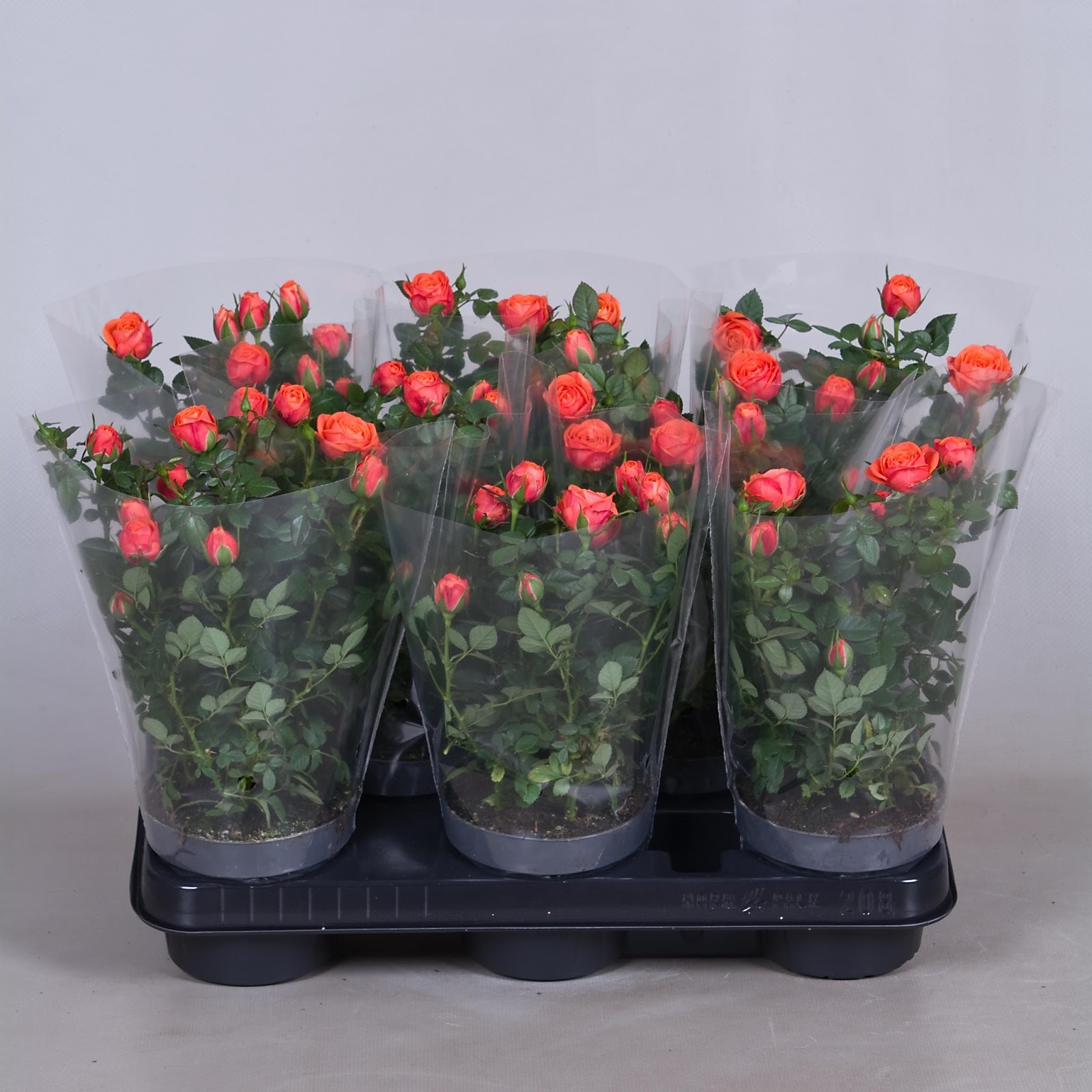 living among roses: Parade Cyndi™ от Nolina - Synonym (England): My Angel™