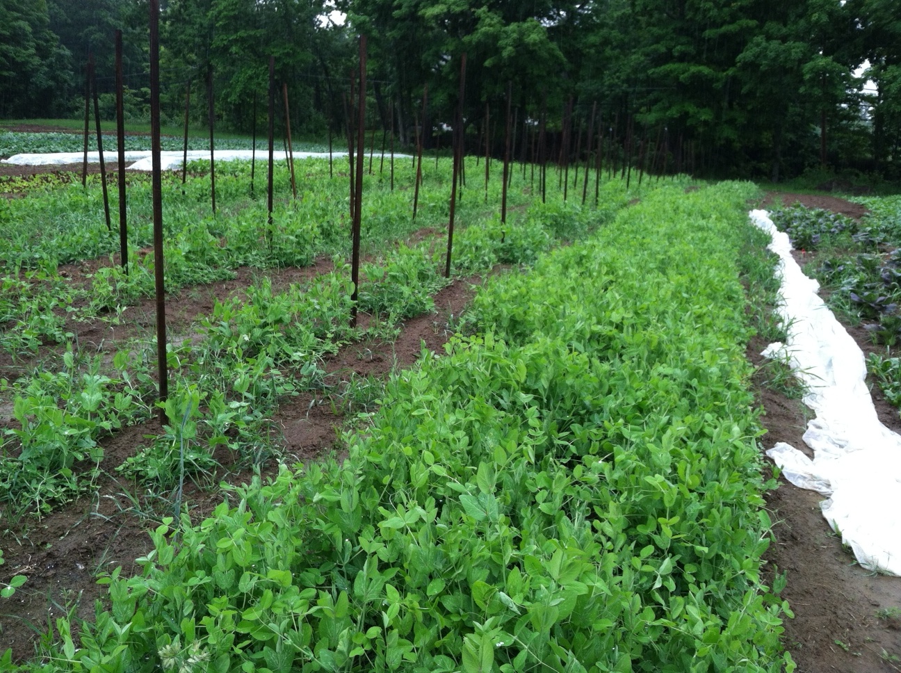 Spring Recipe: Garlicky Pea Shoots - Stout Oak Farm
