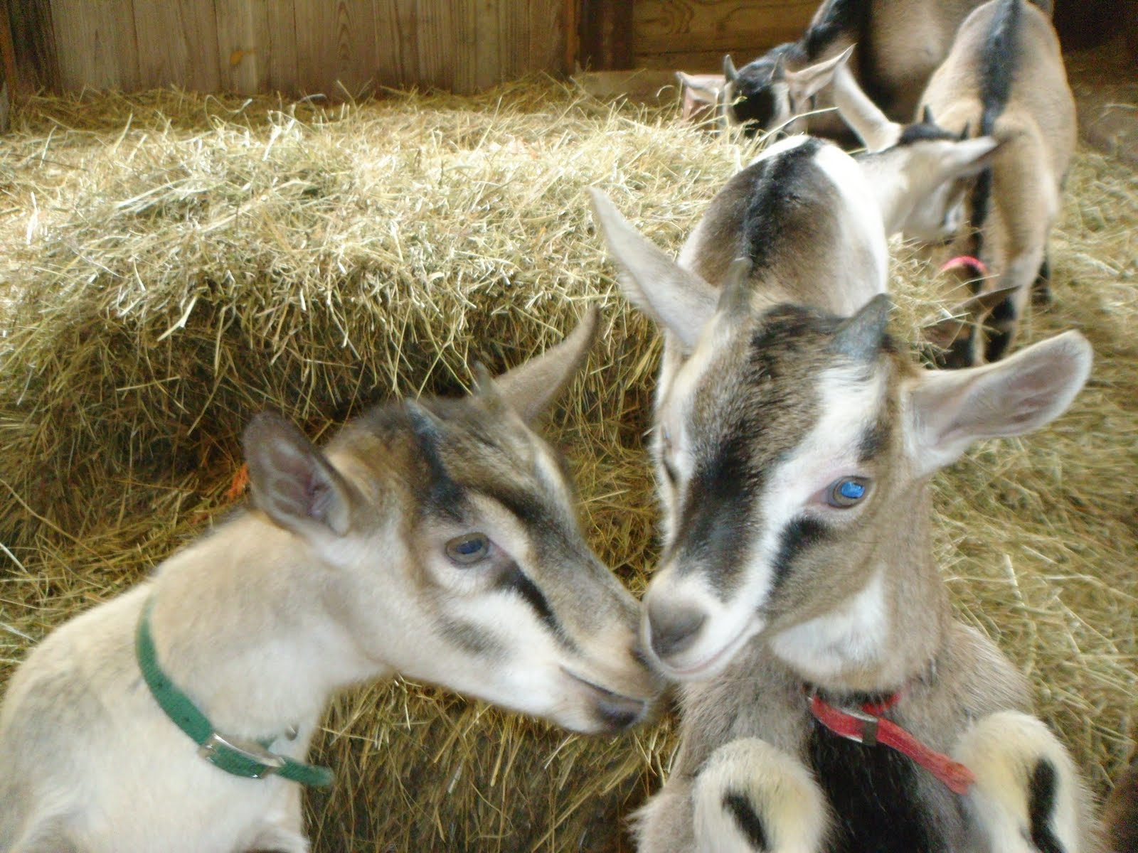 The Lollipop Tree: Plimoth Plantation Part One