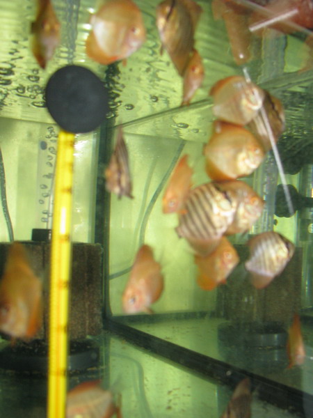 milloske-discus: Uparivanje i mrest riba