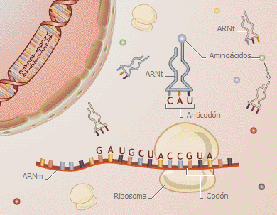 MECANISMOS DE TRANSCRIPCIÓN Y TRADUCCIÓN EN LA SÍNTESIS DE PROTEINAS