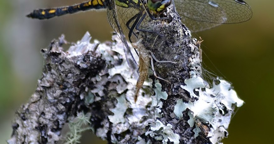 JRandSue: BRENEY COMMON