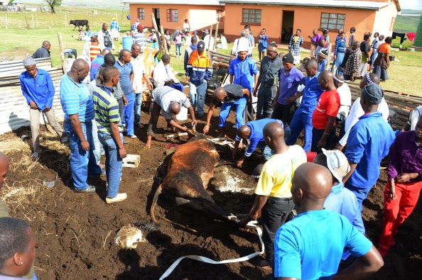 IsiBhaca Speaking People of South Africa