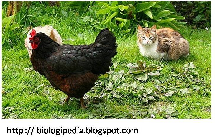 biologiku-biologi kita: Pola pola interaksi dalam ekosistem