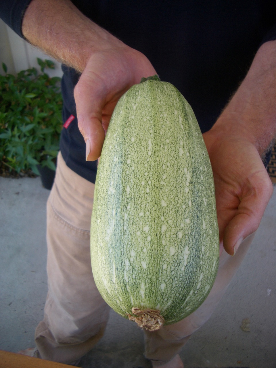 little backyard garden: Persian squash