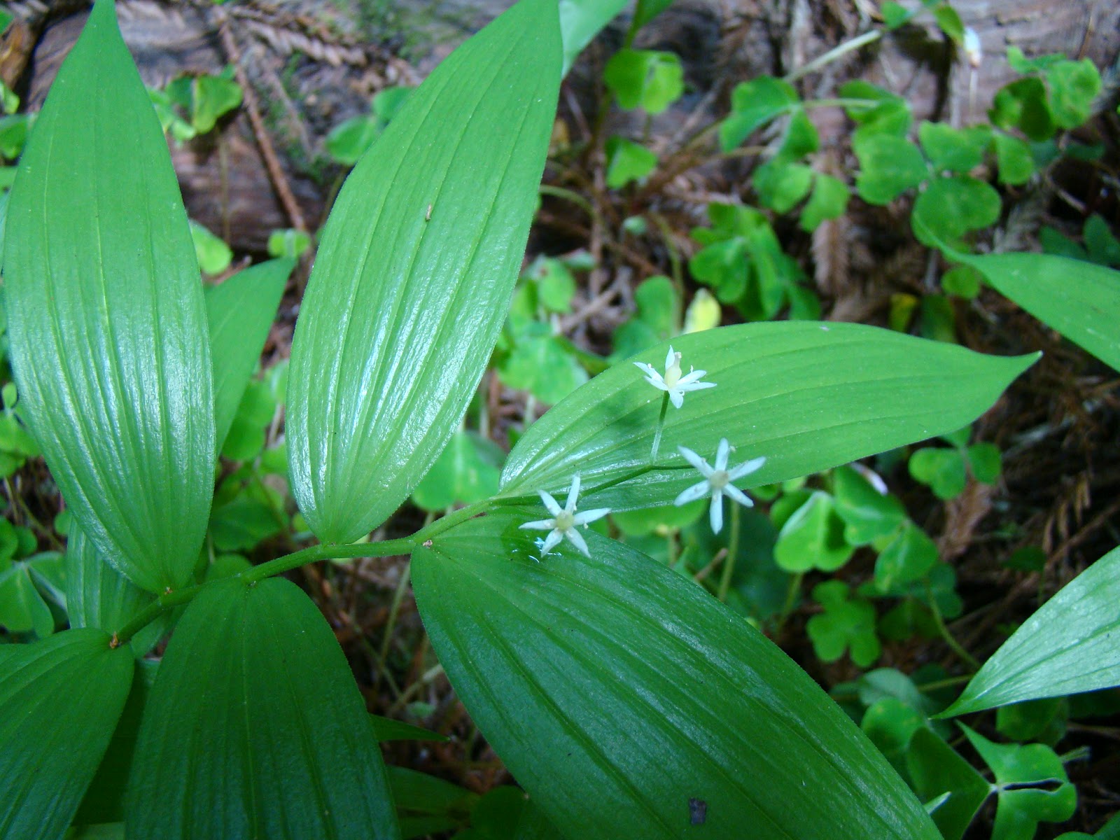 Leaves of Plants: False Solomon's Seal