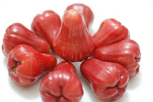 Taksonomi Pada Hewan dan Tumbuhan