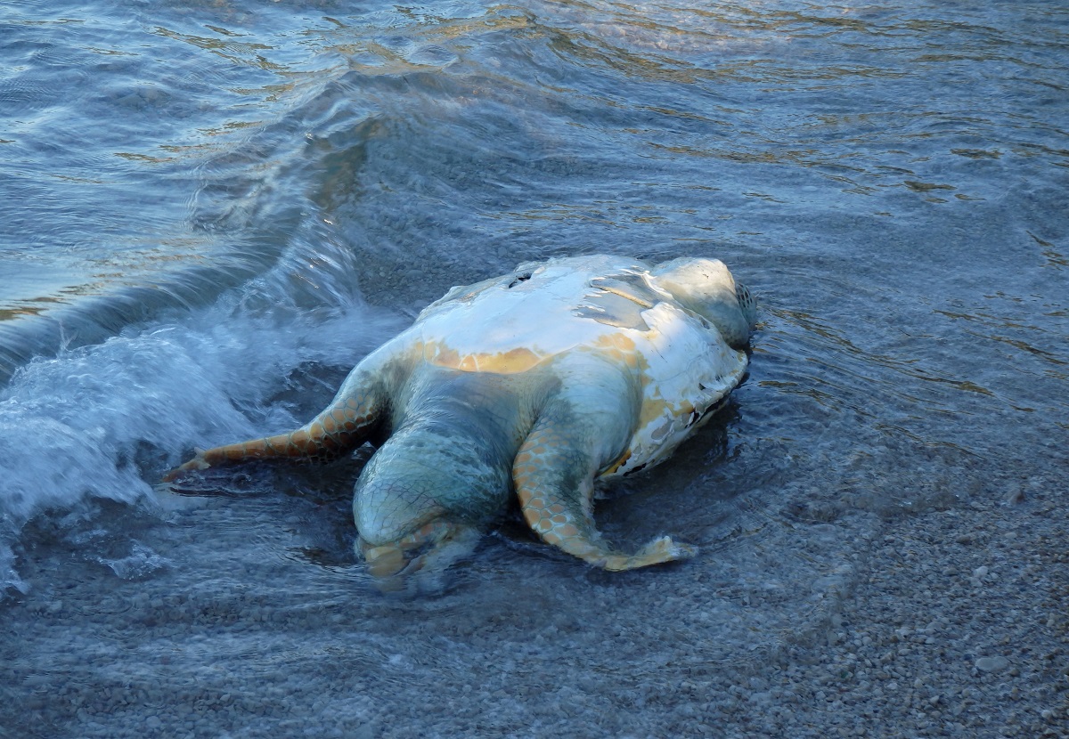 Truplo odrasle glavate želve na žalu plaže Grandovac | OTOK VIS - total ...