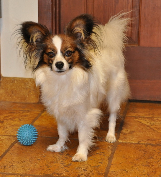 Road's End Papillons : Papillon, Phalene Hair, Coat, (Fur )Development
