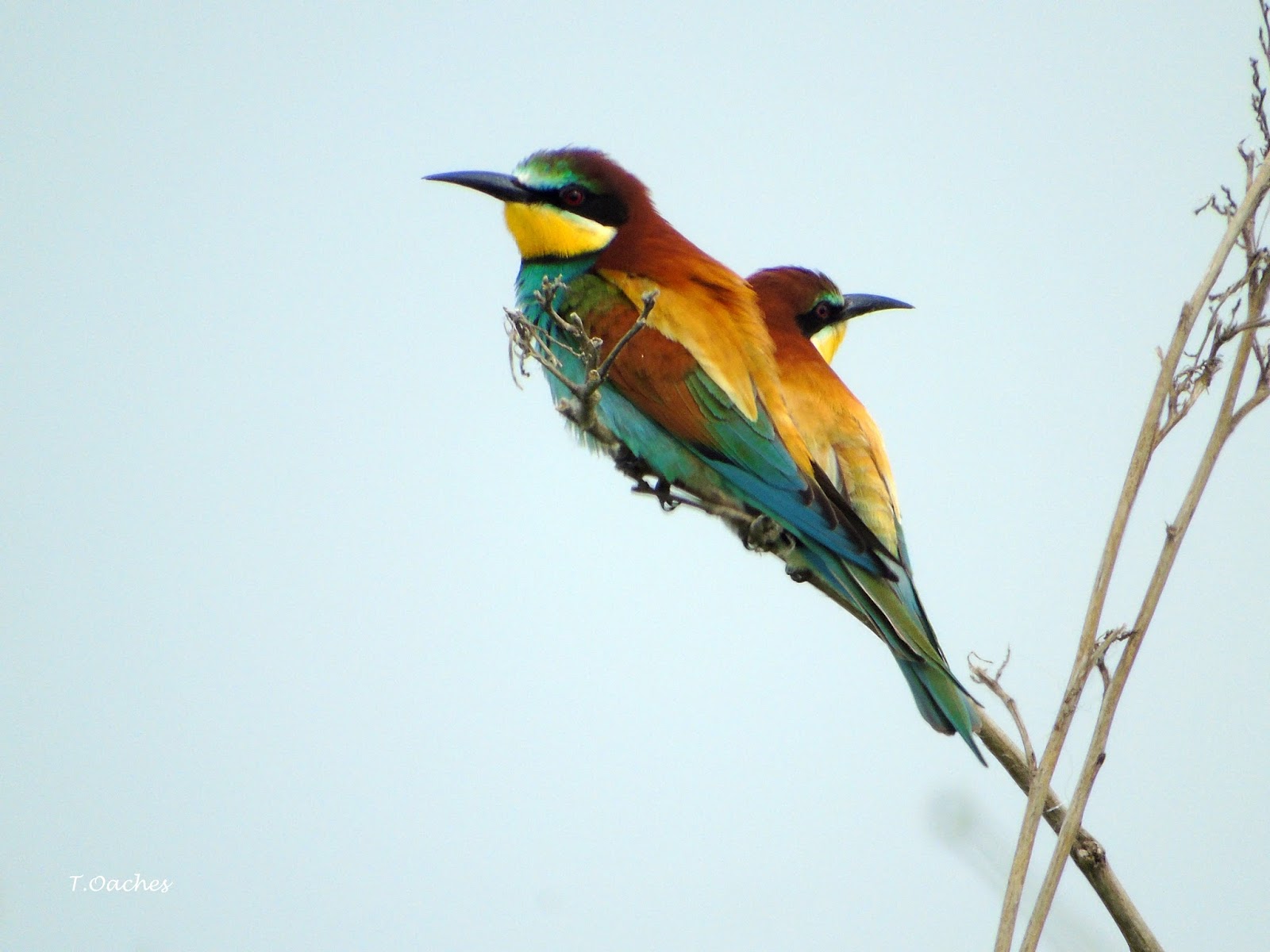 PASARI DIN ROMANIA: PRIGORIE, Merops apiaster