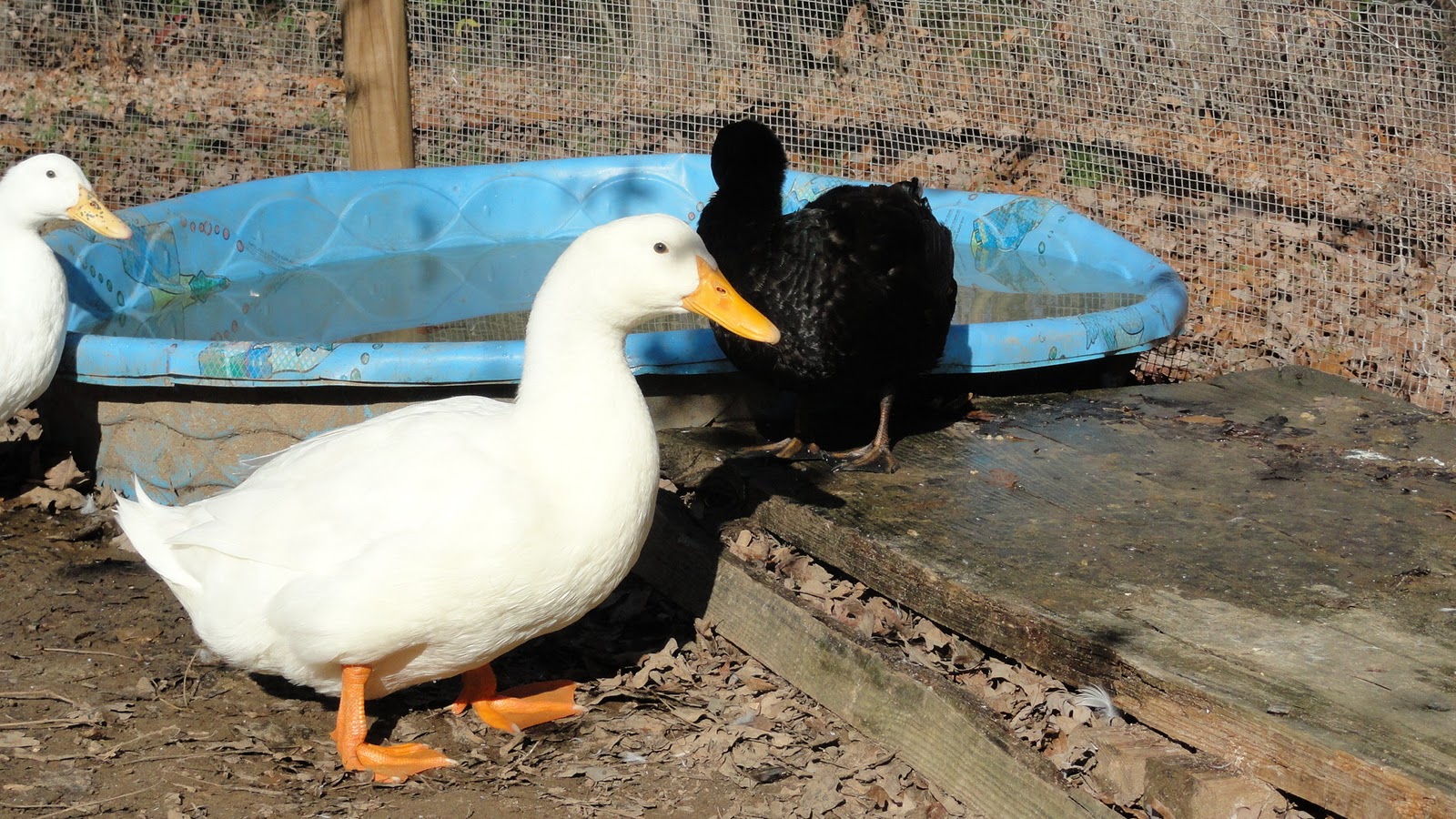 MamaDuck: Kouta, Pekin drake