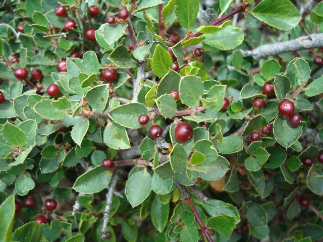 MI HERBARIO DEL JILOCA: Rhamnus alaternus.