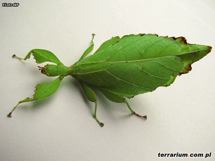 Mitoslavia: Straszykowate