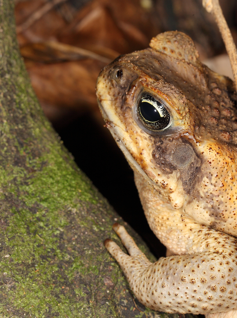 BunyipCo: November 2016