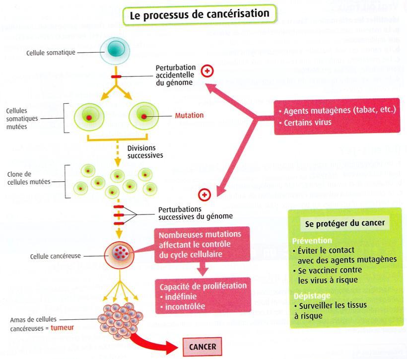 SVT - Sur Vos Traces...: Schémas bilan du thème 3B (1ère S)