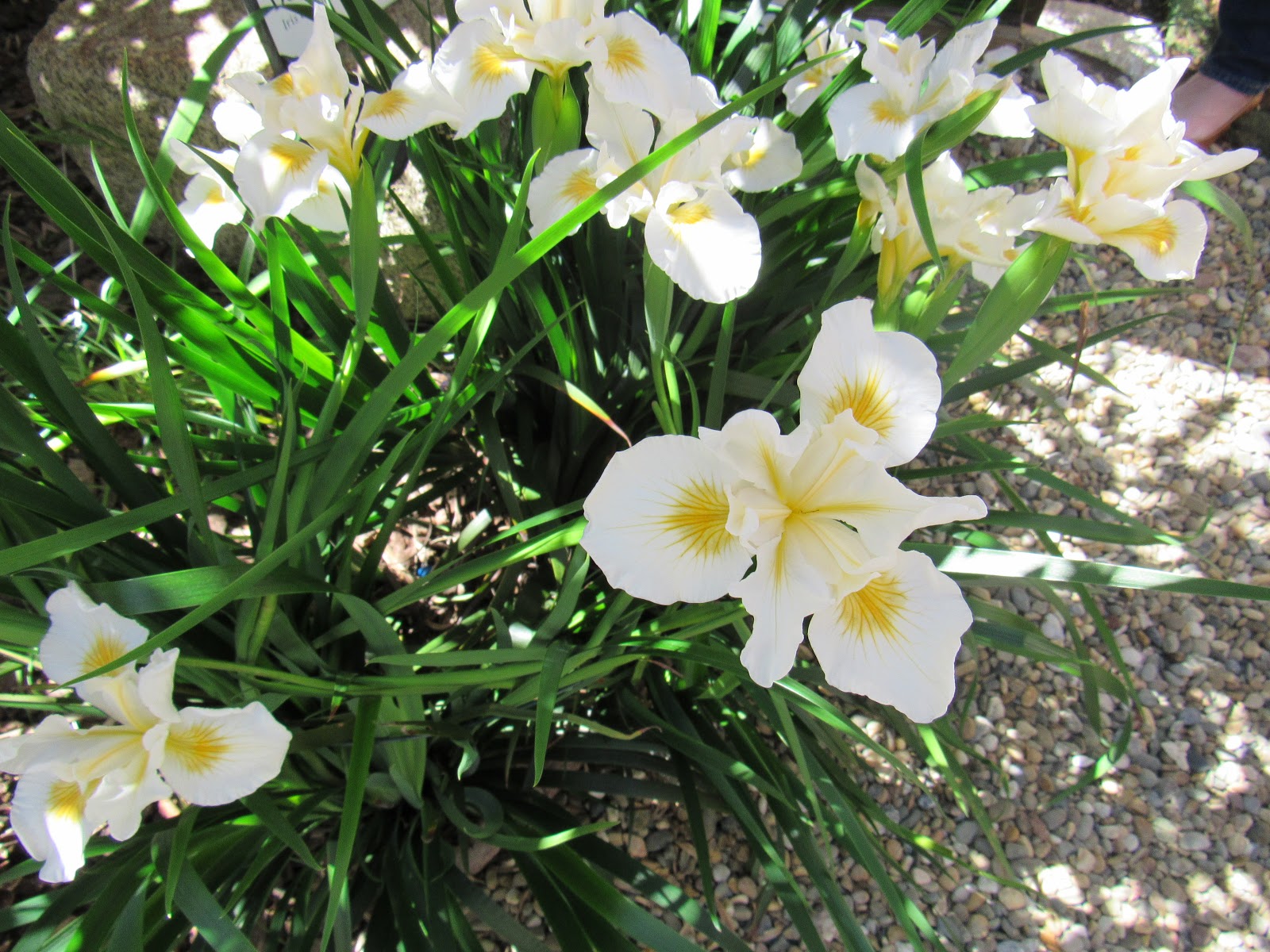 Gardens Gone Native: A Native Plant Garden Tour in the Sacramento Valley
