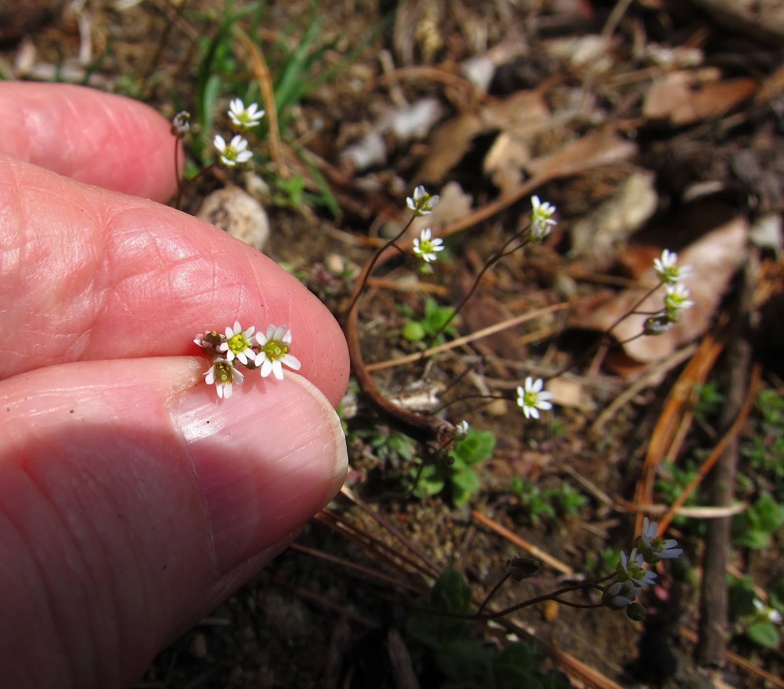 Saratoga woods and waterways: Draba verna -- A Love Song to a Weed