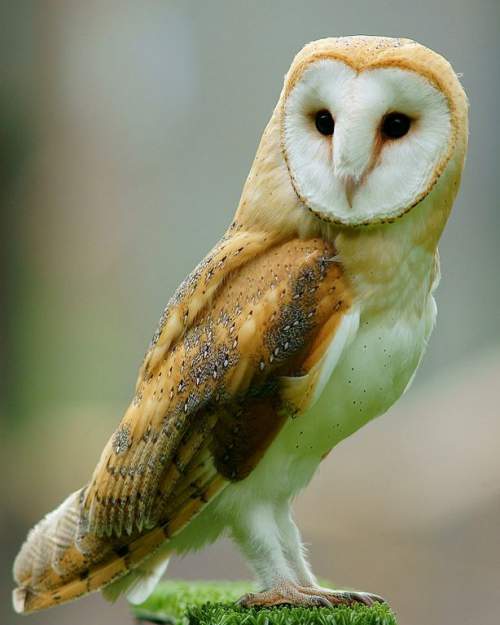 Common barn-owl | Birds of India | Bird World