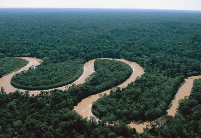 Albert Chandra: Hutan Amazon