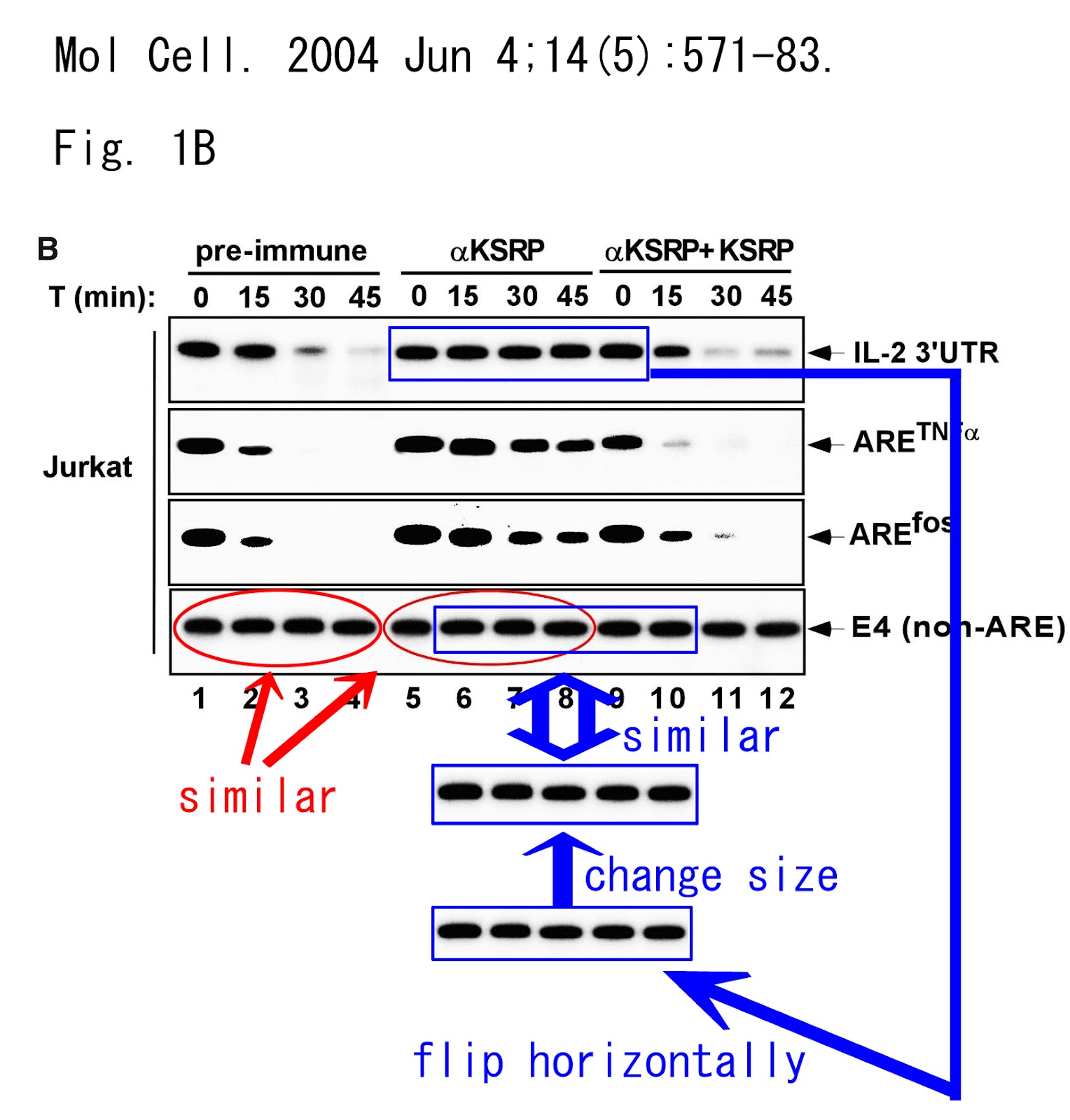 Michael Karin: A KH domain RNA binding protein, KSRP, promotes ARE ... Michael Karin: A KH domain RNA binding protein, KSRP, promotes ARE ...
