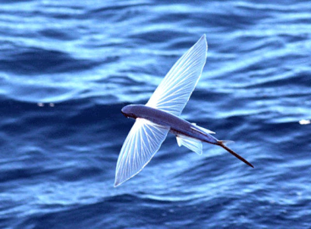 ΧΕΛΙΔΟΝΟΨΑΡΟ (FLYING FISH) photos - wallpapers | the fun bank