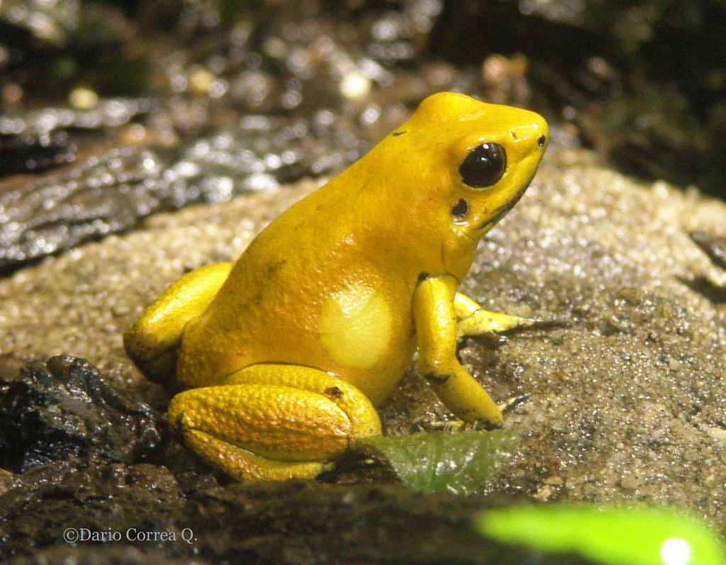 Alam Mengembang Jadi Guru: Top 12 Katak Paling Beracun di Dunia